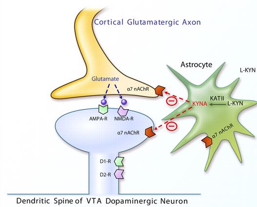 Dopaminergic neurons |Genetic Engineering Info