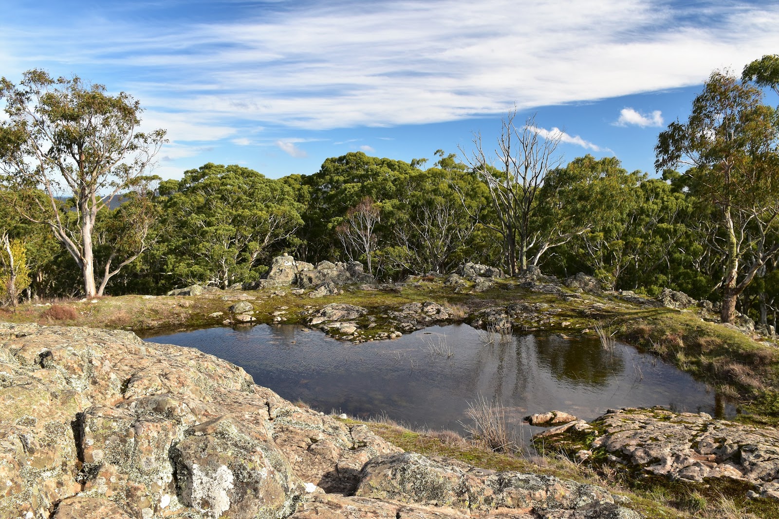 Goin' Feral One Day At A Time: Blue Mountain, Wombat State Forest ...