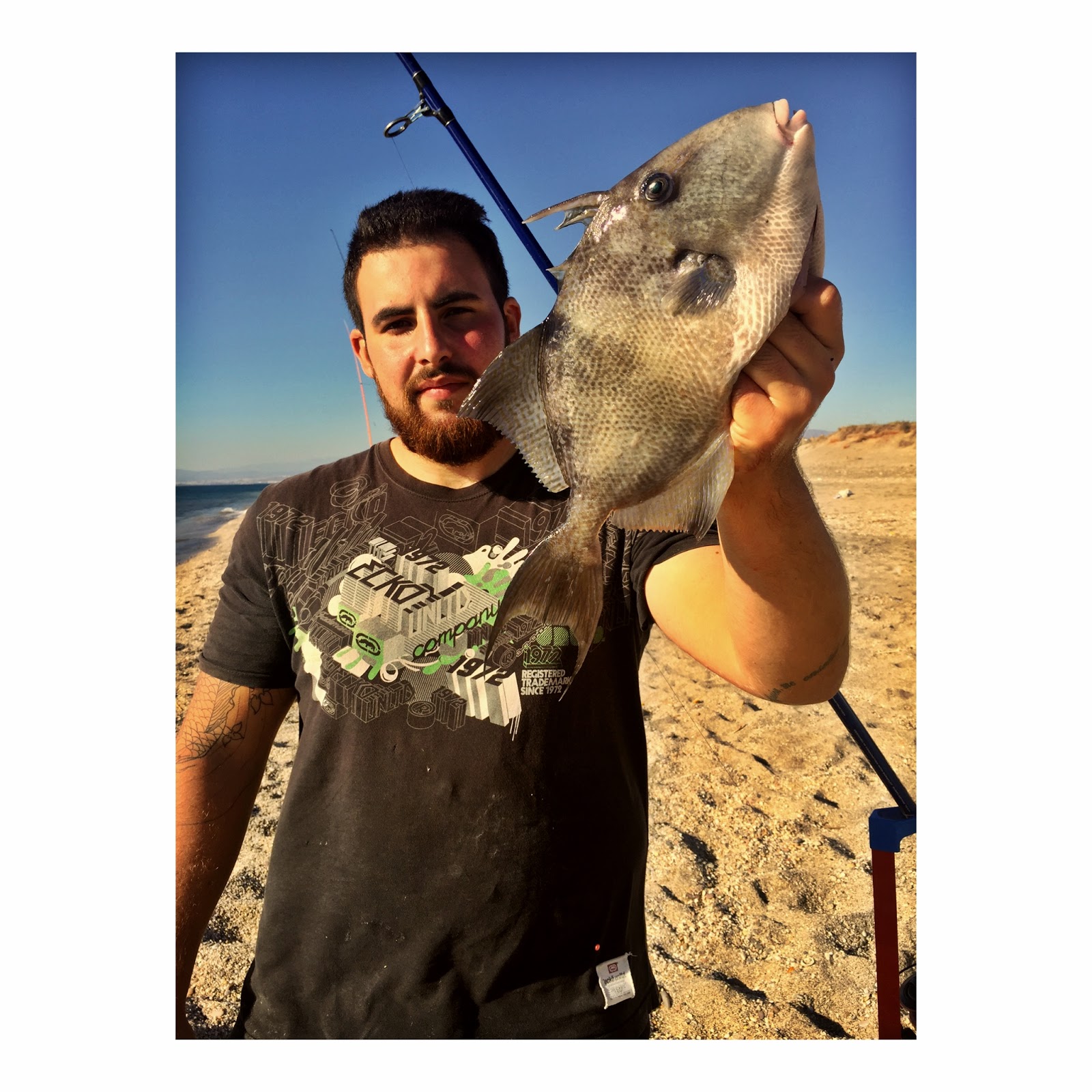 Jose Gálvez: Pez Ballesta-Cochino o Tambor