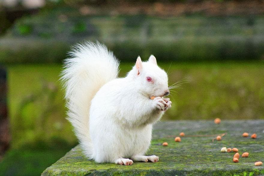 Spades & Hearts: 25 Albino Animals