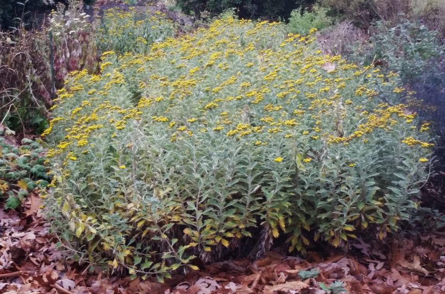 Future Plants by Randy Stewart: Ajania