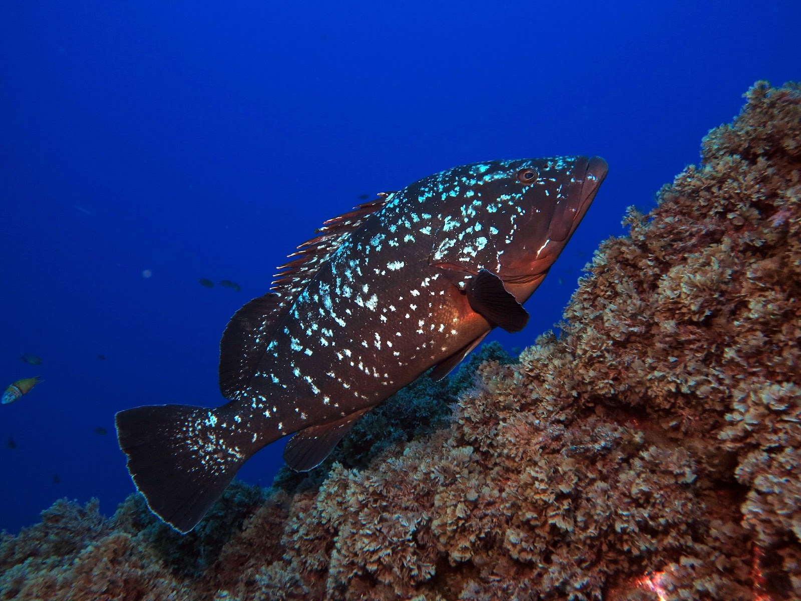 Ilhéus das Formigas, destino de excelência para o mergulho.