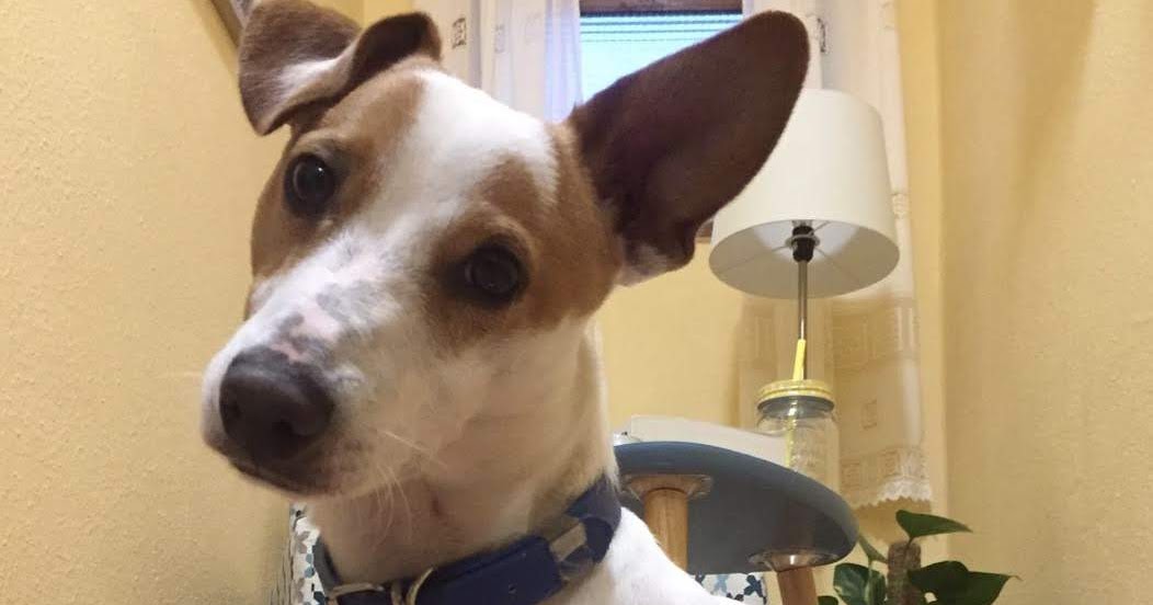 La aventura de Pipo : ¡Perro del Mes!