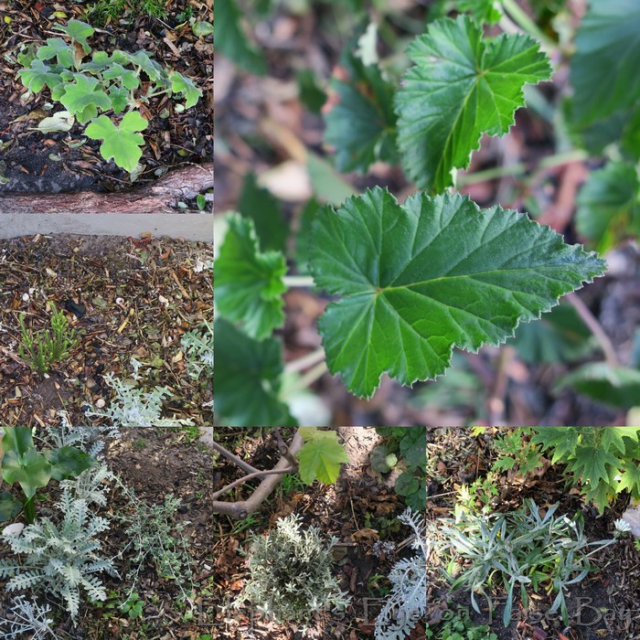 False Bay garden in May