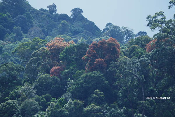 The rainforests of Borneo & Southeast Asia: Flora & fauna of Sabah (Feb ...