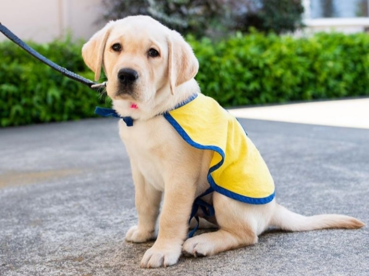 5 Basic Dog Commands To Teach Your Dog Unique Dog Training 5-basic-dog-commands-to-teach-your-dog-unique-dog-training