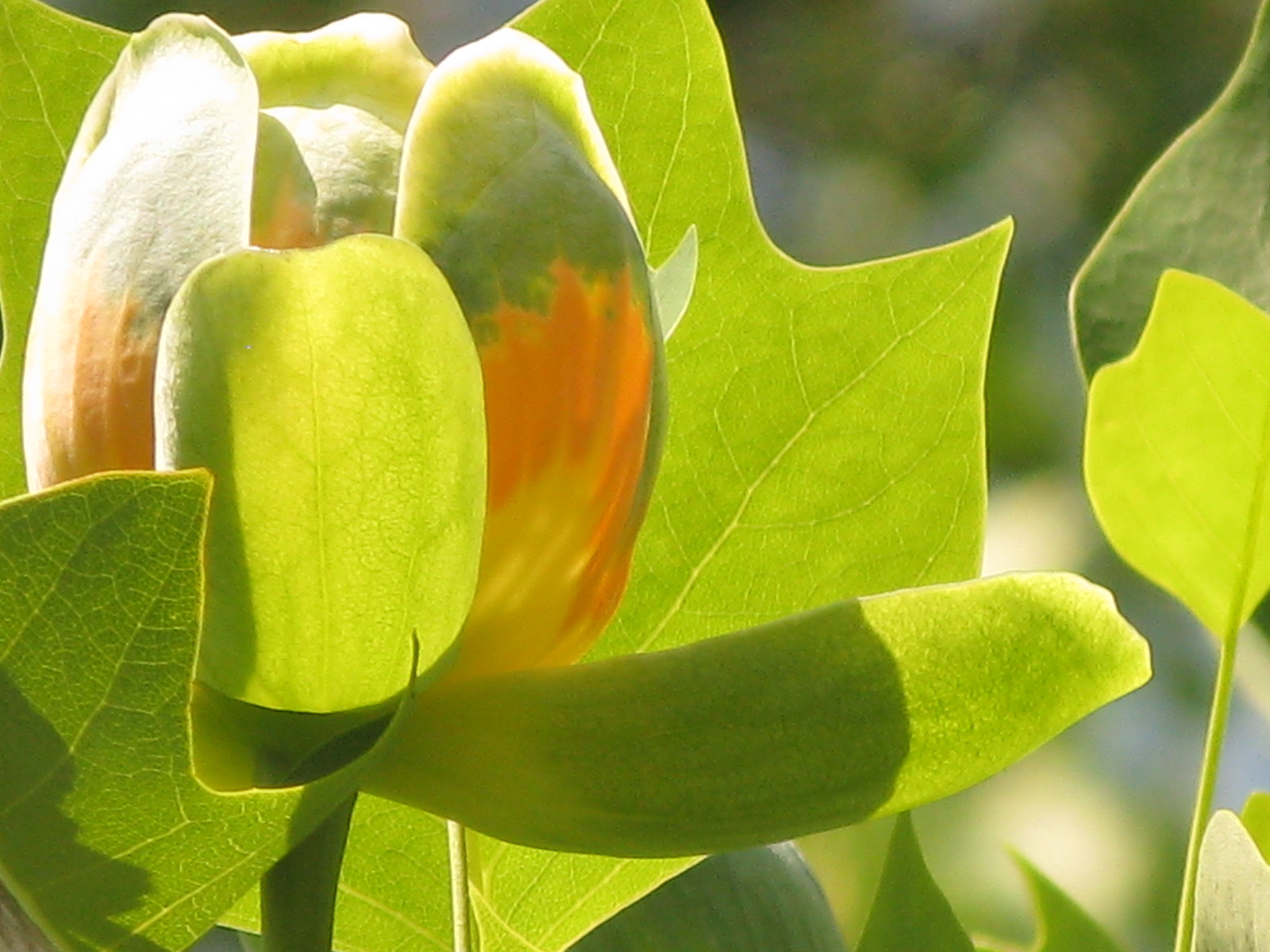 Petale-n zbor: Copacul cu lalele