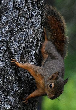 Northwest Conifer Connections: Douglas Squirrel
