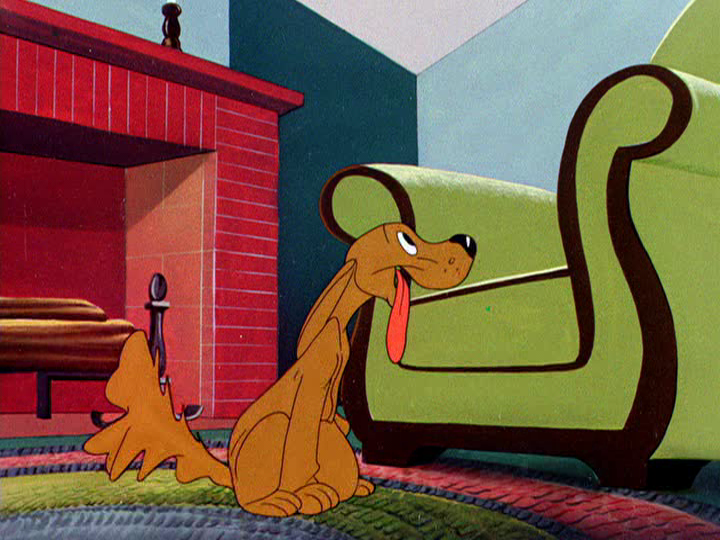 Shep from Fresh Airedale