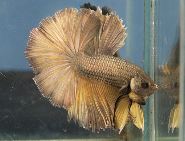 Colombian Bettas: Bettas "Pura Sangre"... Algunas Consideraciones