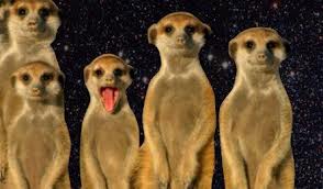 Suricate Seboso