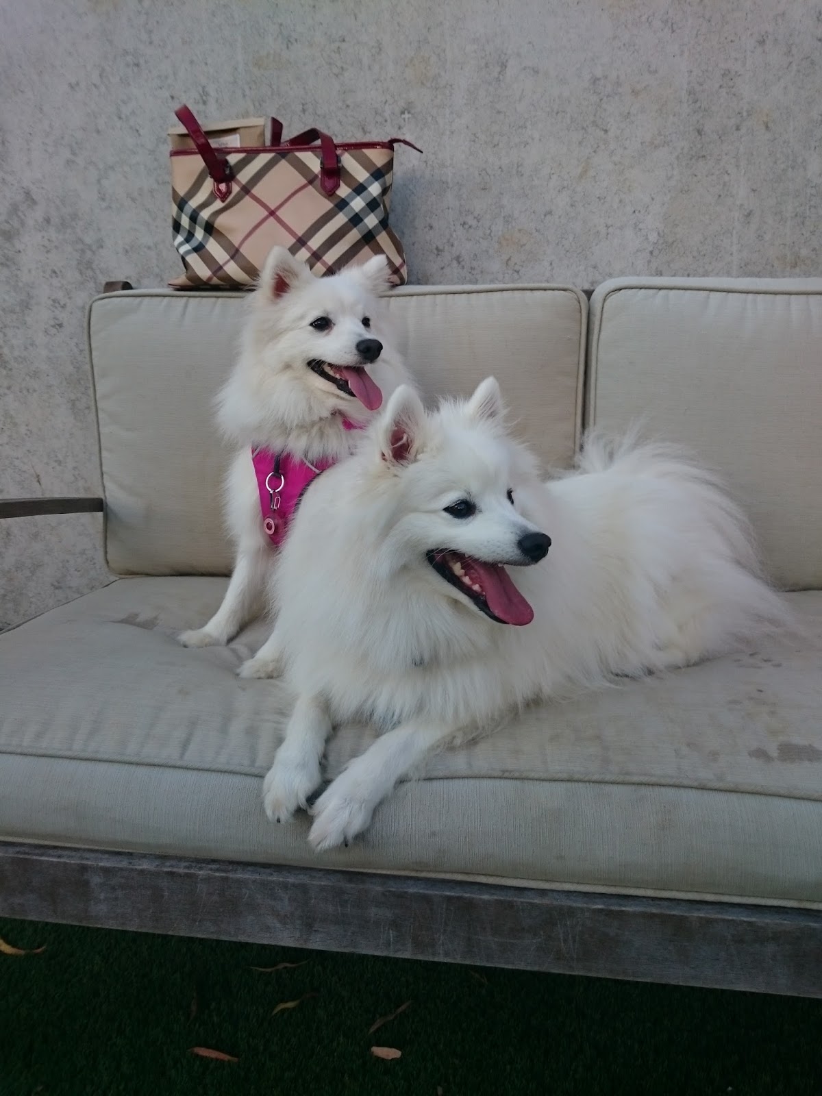 jasminetay.blogspot.com: Benji & Coco!