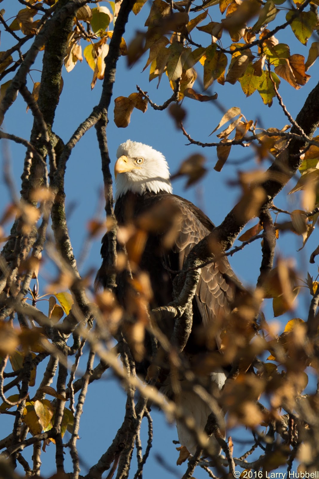 Union Bay Watch : Aging Eagles