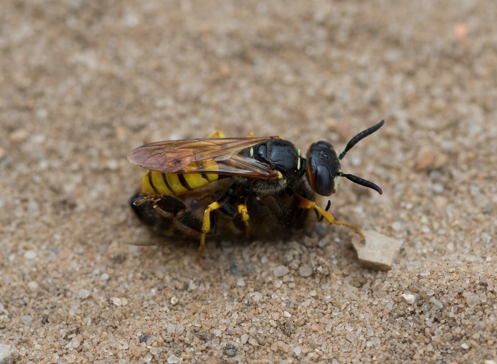 Pixie Birding: Pantaloon Bees and Bee Wolves at Minsmere RSPB!