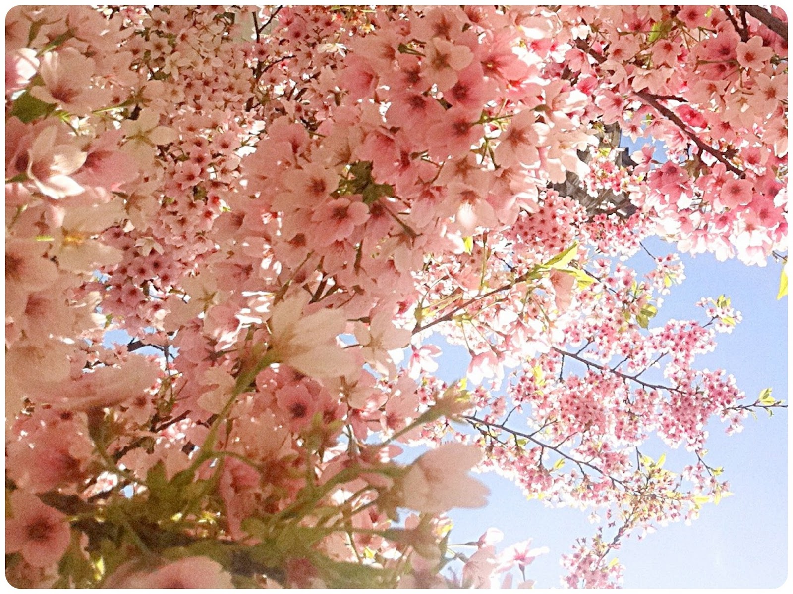 Cherry Blossom Sakura Soufflé Cake Roll 桜ロールケーキ | Chérie Kelly