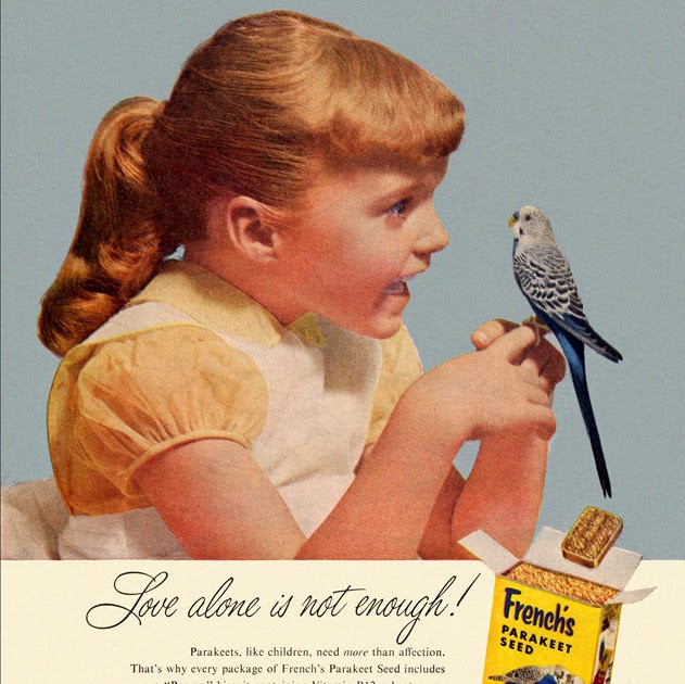 Kiwi's Angels: French's Parakeet Food Advertising with Budgies