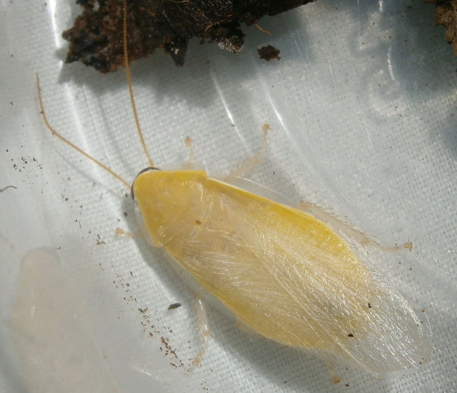 My Roaches | Page 11 | Arachnoboards