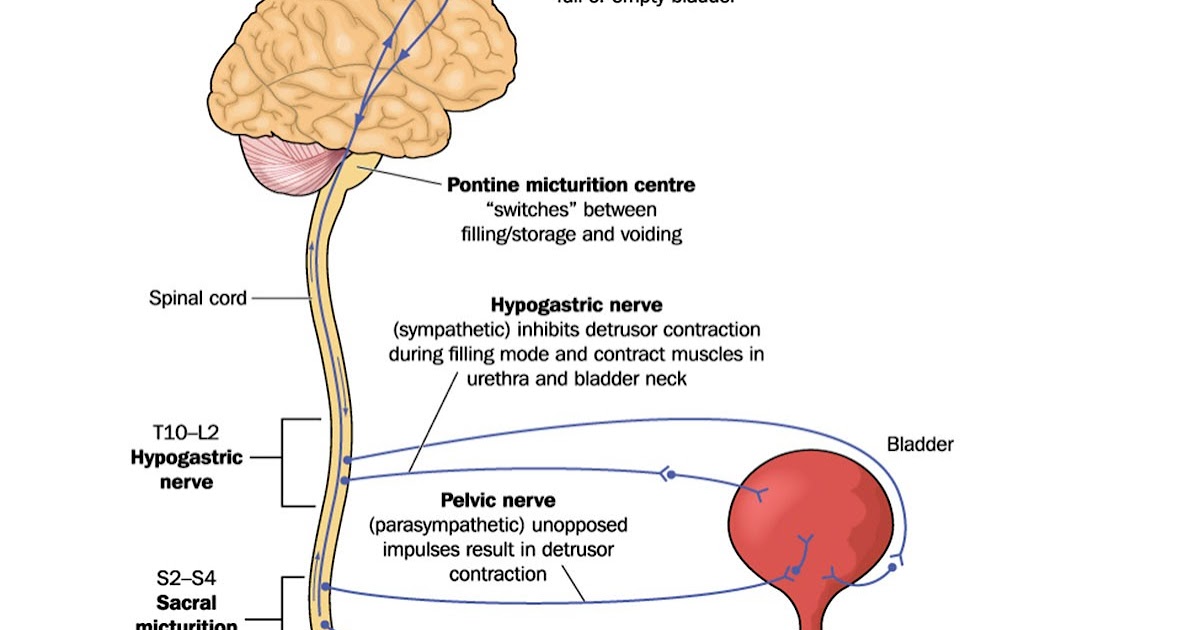 What is Lower Urinary Tract Dysfunction?