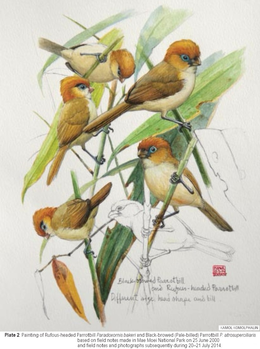 Species New to Science: [Ornithology • 2014] Rufous-headed Parrotbill ...