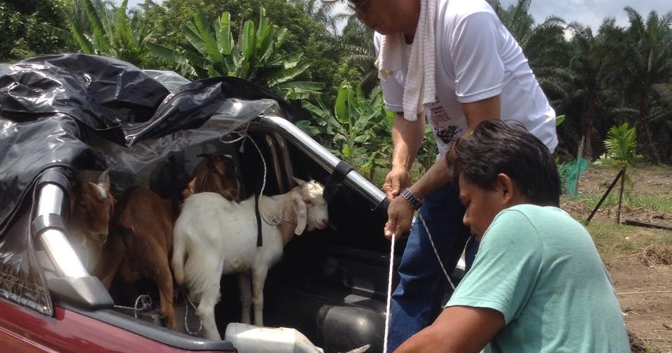 MIH GOAT FARM: Kambing Sudah Dijual