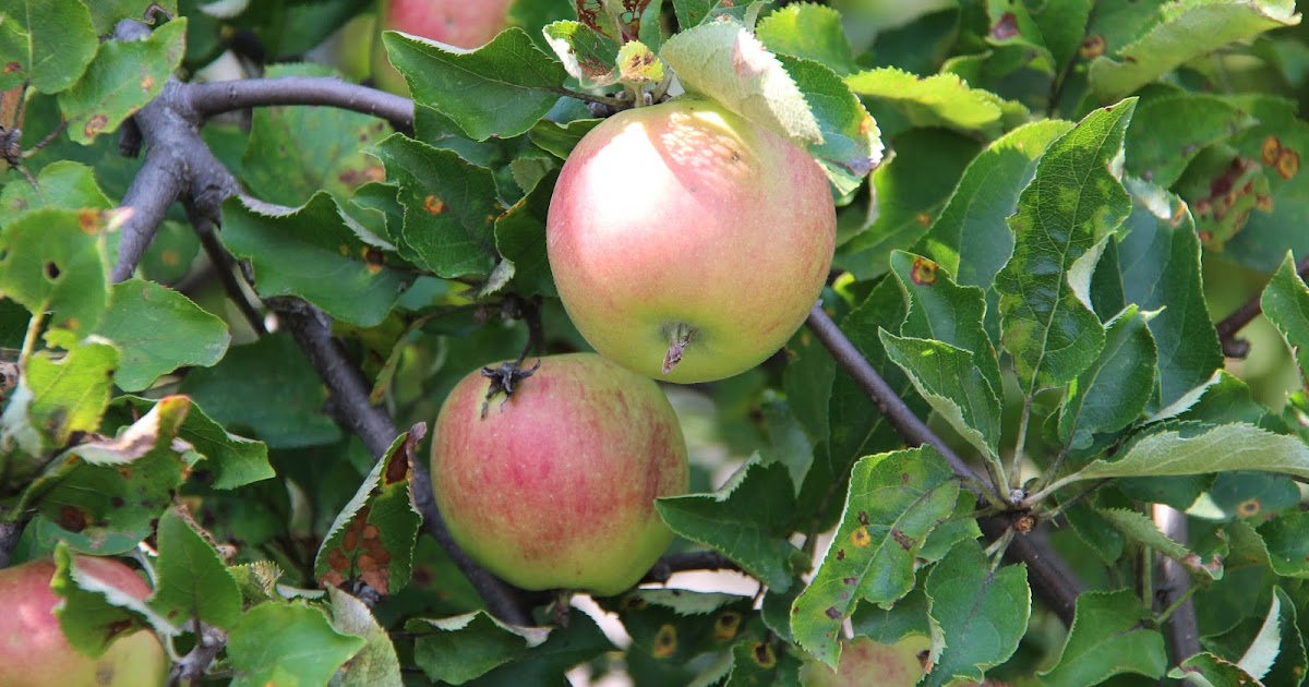 Memorials in Ottawa: Sir Isaac Newton's Apple Tree