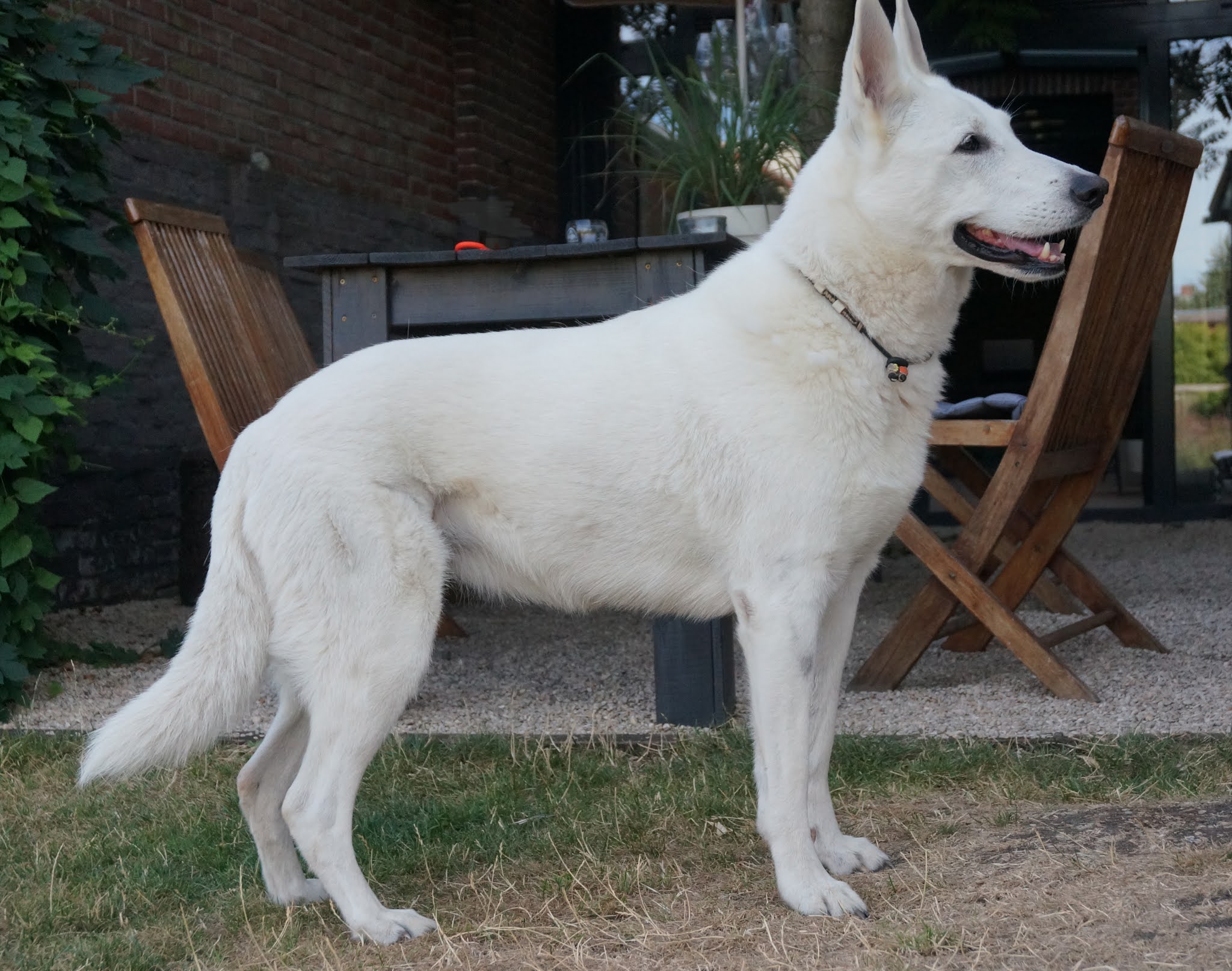 KLUIFJES: ZWITSERSE WITTE HERDER