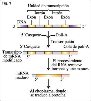 BIOLOGOCALENTANO: FORMAS DE SPLICING DE INTRONES