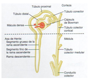 Ciencias Naturales: EXCRECIÓN