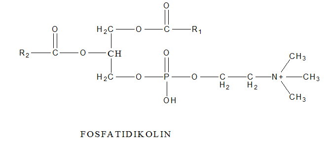 LIPID | Born This Way