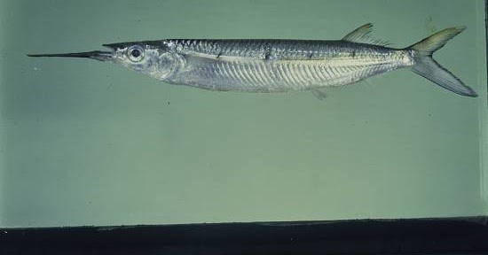 Ikan Julung-Julung; Klasifikasi, Morfologi, Habitat Dll - Melek Perikanan