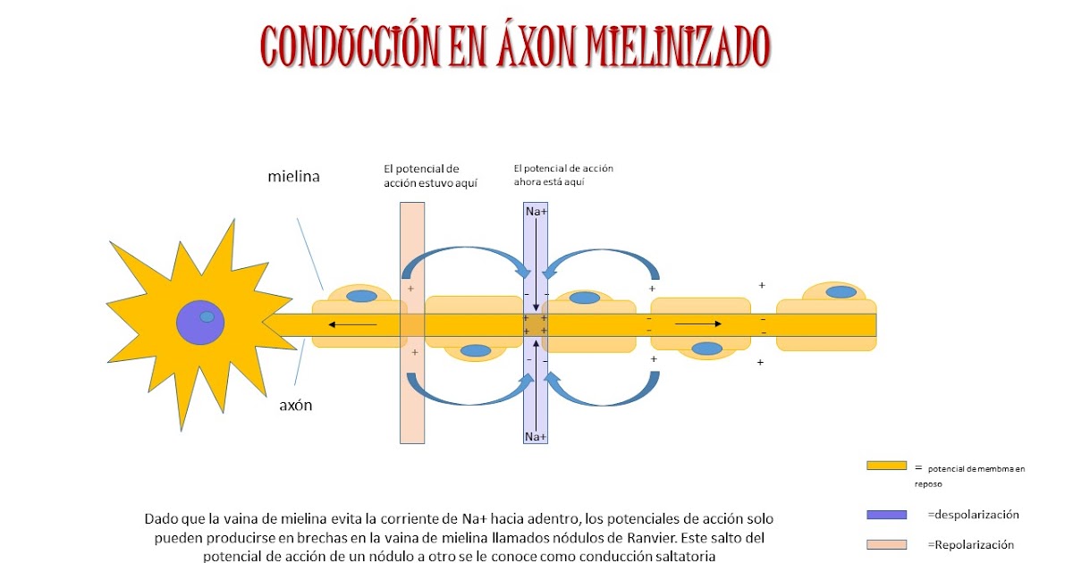 Lluvia Del Mar Meza Limón FISIOLOGÍA BASICA 2015: CONDUCCIÓN EN AXÓN ...