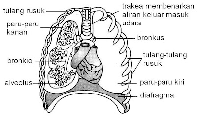 Sains 1 2 3: Mekanisme Pernafasan Manusia