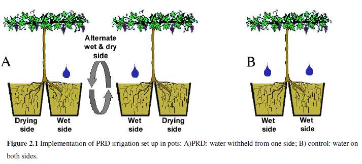 EnoViti: Partial Rootzone Drying