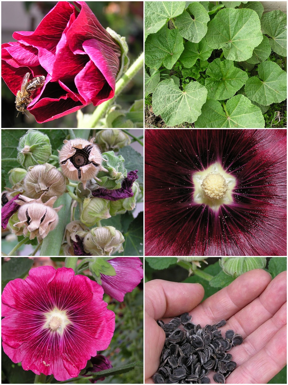 Stara vrtlarica: Sljez