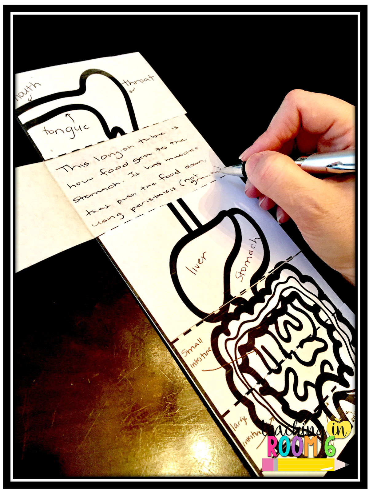 The Digestive System | Teaching in Room 6