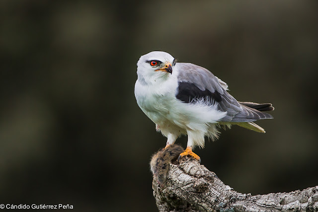 ELANIO AZUL - Elanus Caeruleus | Observatorio de la Naturaleza