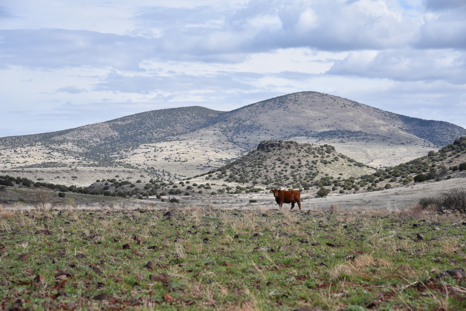 Arizona Hiking: Yellow Jacket Trail 524