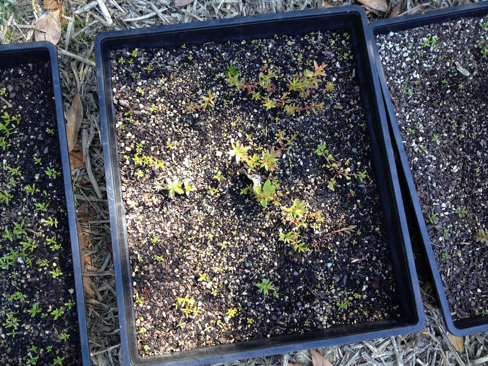 Beekeepers Blog: How to grow manuka trees from seed