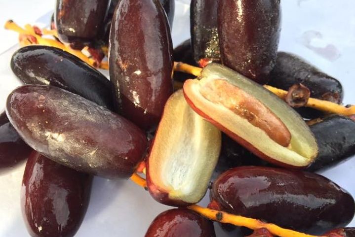 Hawa: RUTHOB KURMA SEGAR KAYA KHASIAT