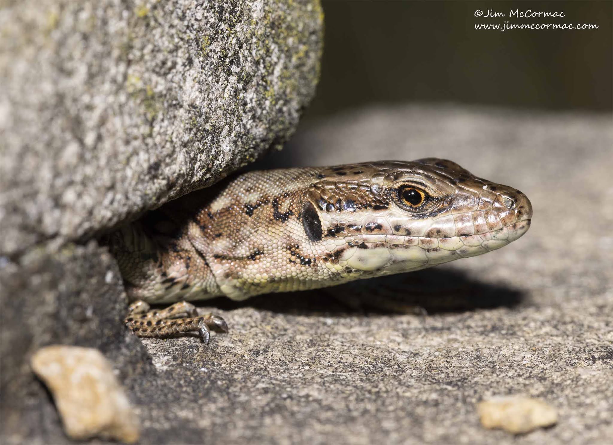 Ohio Birds and Biodiversity: The interesting case of the Wall Lizard