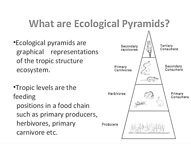 Environmental Sciences: Ecological pyramids