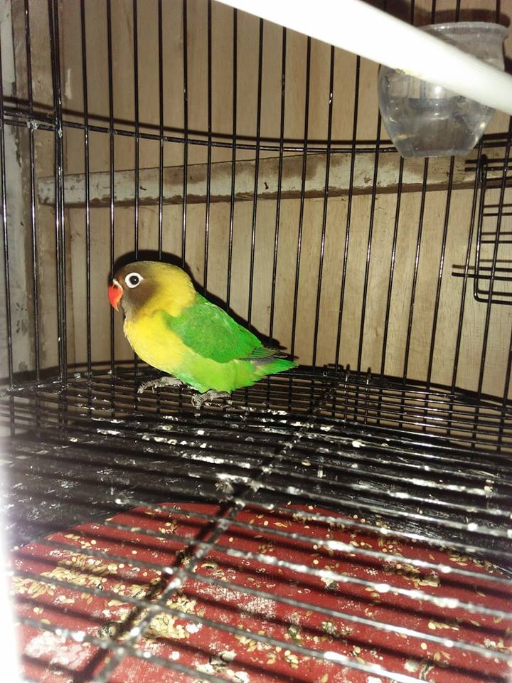 10 Gambar lovebird Dakocan dan harga terbaru - Sukses-Lovebird&Kenari