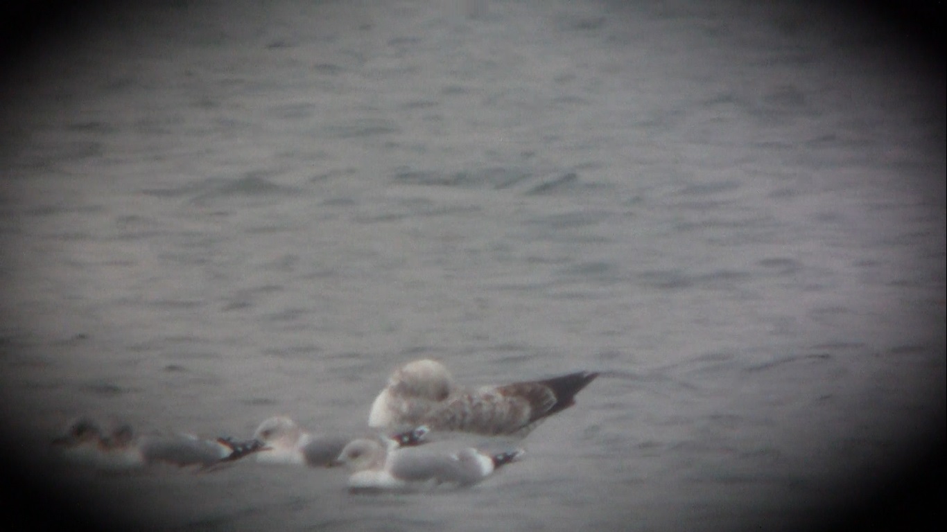 Zac Hinchcliffe's Birding Blog: Casp(s???) - Hoveringham Lake, Notts ...