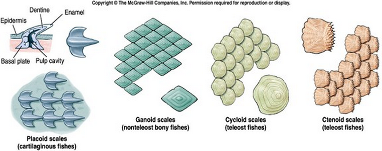 Bio Lounge: OSTEICHTHYES - Peixes ósseos