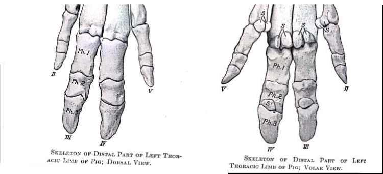 Digits of Forelimb | Gross Anatomy | Anjani Mishra