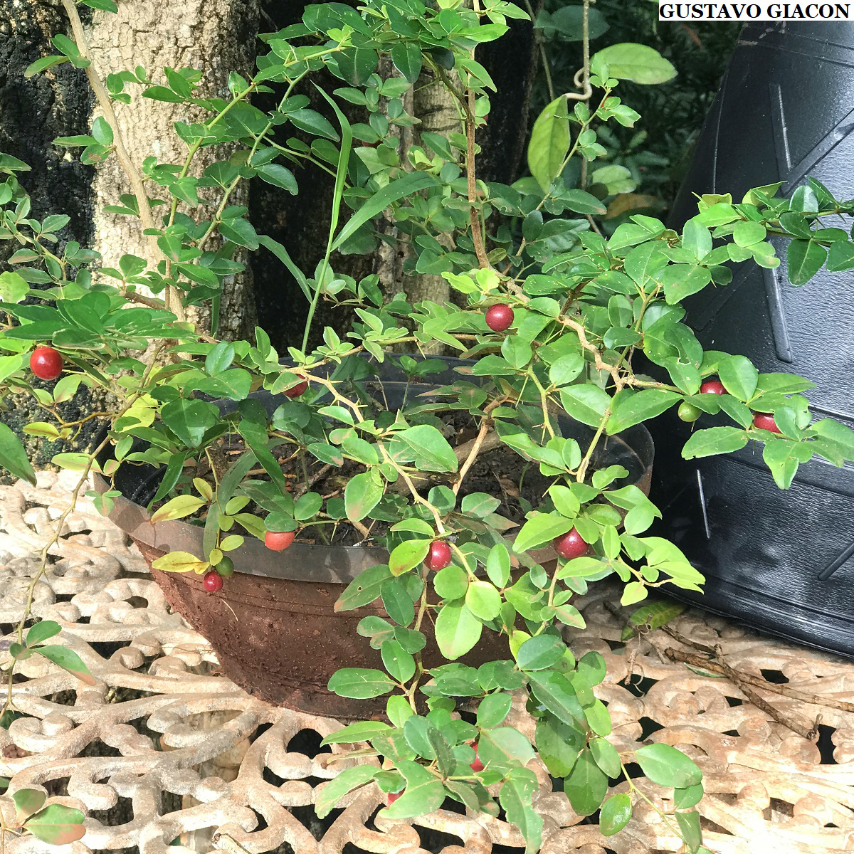 Blog do Viveirista: Limeberry ou Limãozinho Vermelho Doce - Triphasia ...