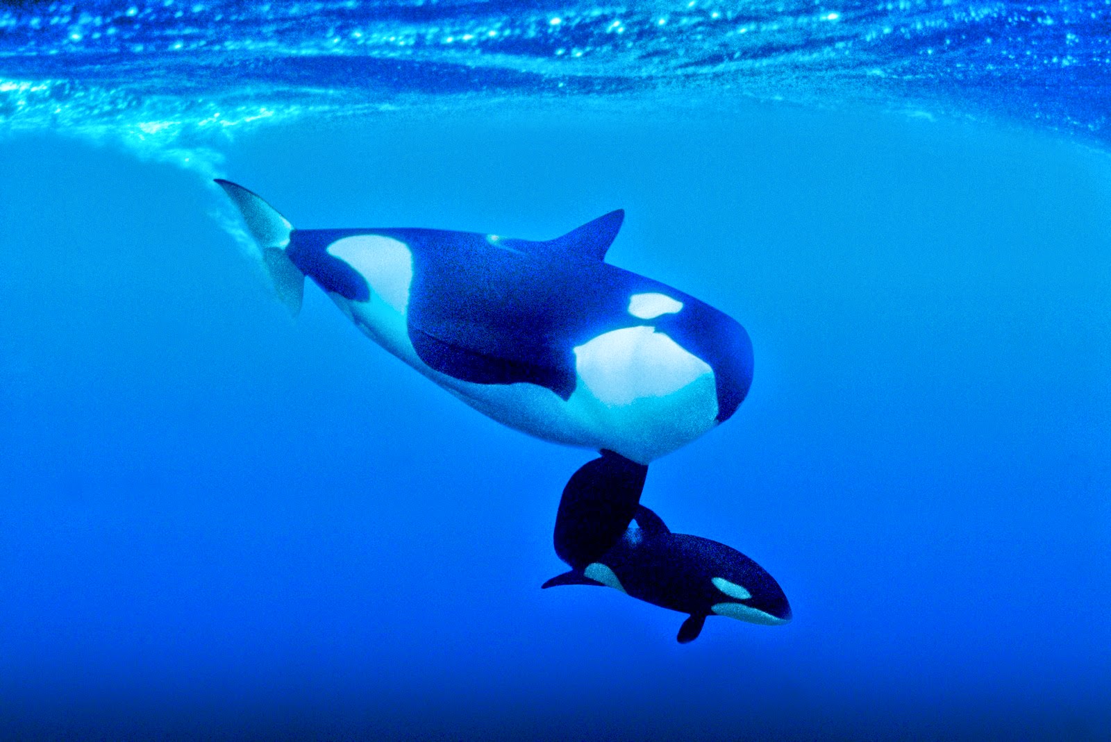 Orca - HD Wallpapers | Earth Blog