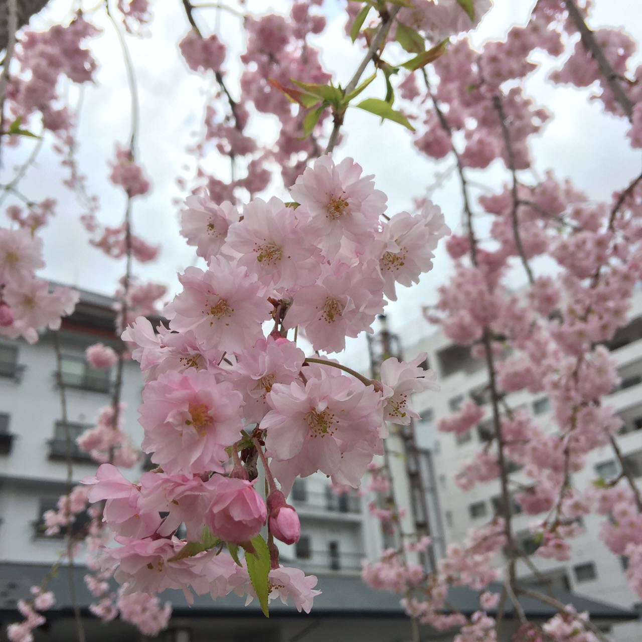 #TRAVEL2016 JAPAN - MUSIM BUNGA SAKURA #CHERRYBLOSSOM DI TOKYO JEPUN ...