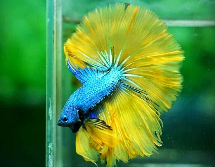 Lovable Images: Fish WallPapers Free Download || Images for fish ...