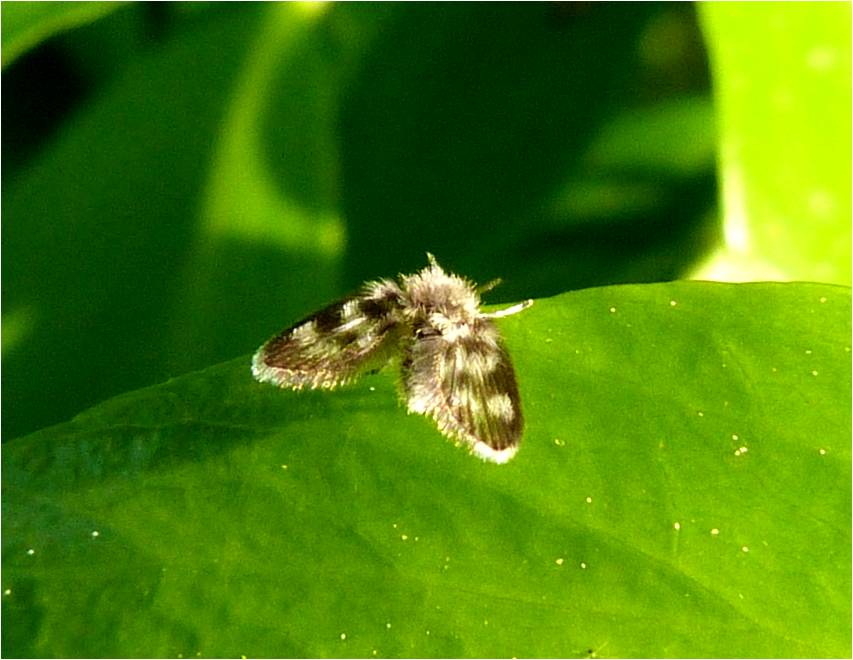 Insects of Scotland: Mosquitoes/Midges/Horseflies